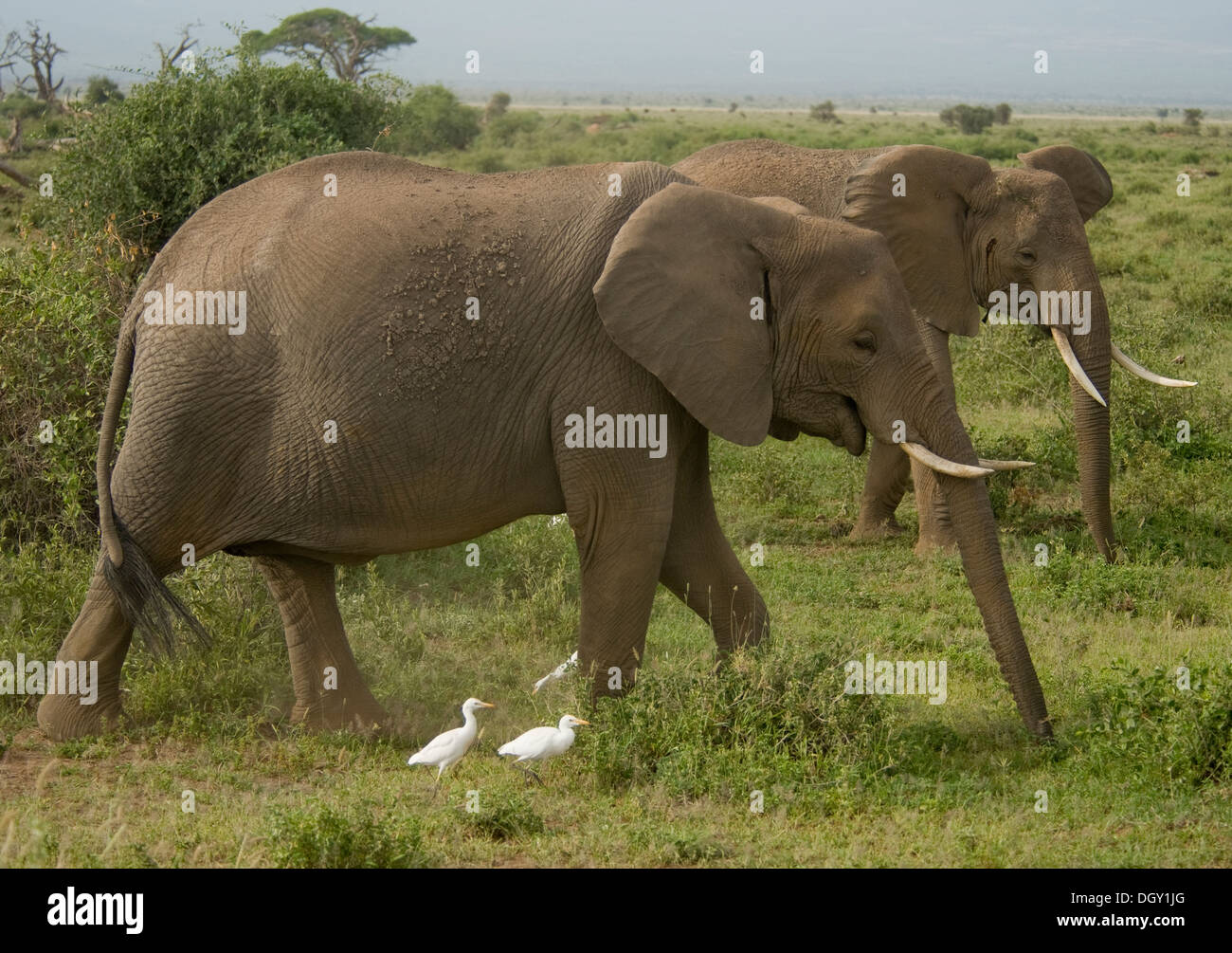 Two elephants walking hi-res stock photography and images - Alamy