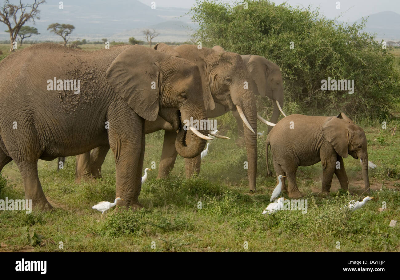 Three african elephants hi-res stock photography and images - Alamy