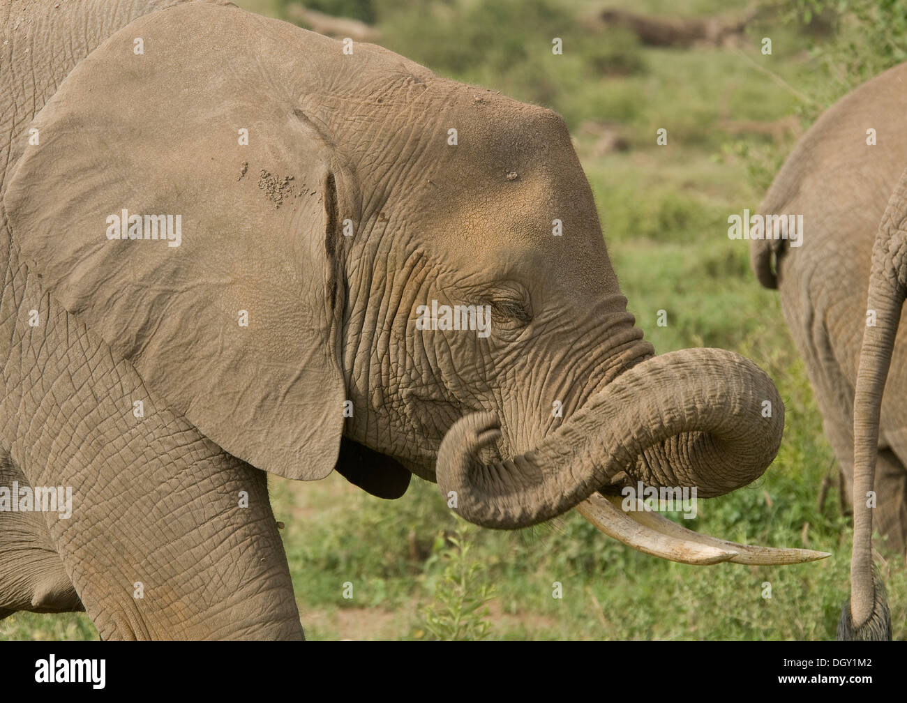 Elephant with curled trunk hi-res stock photography and images - Alamy