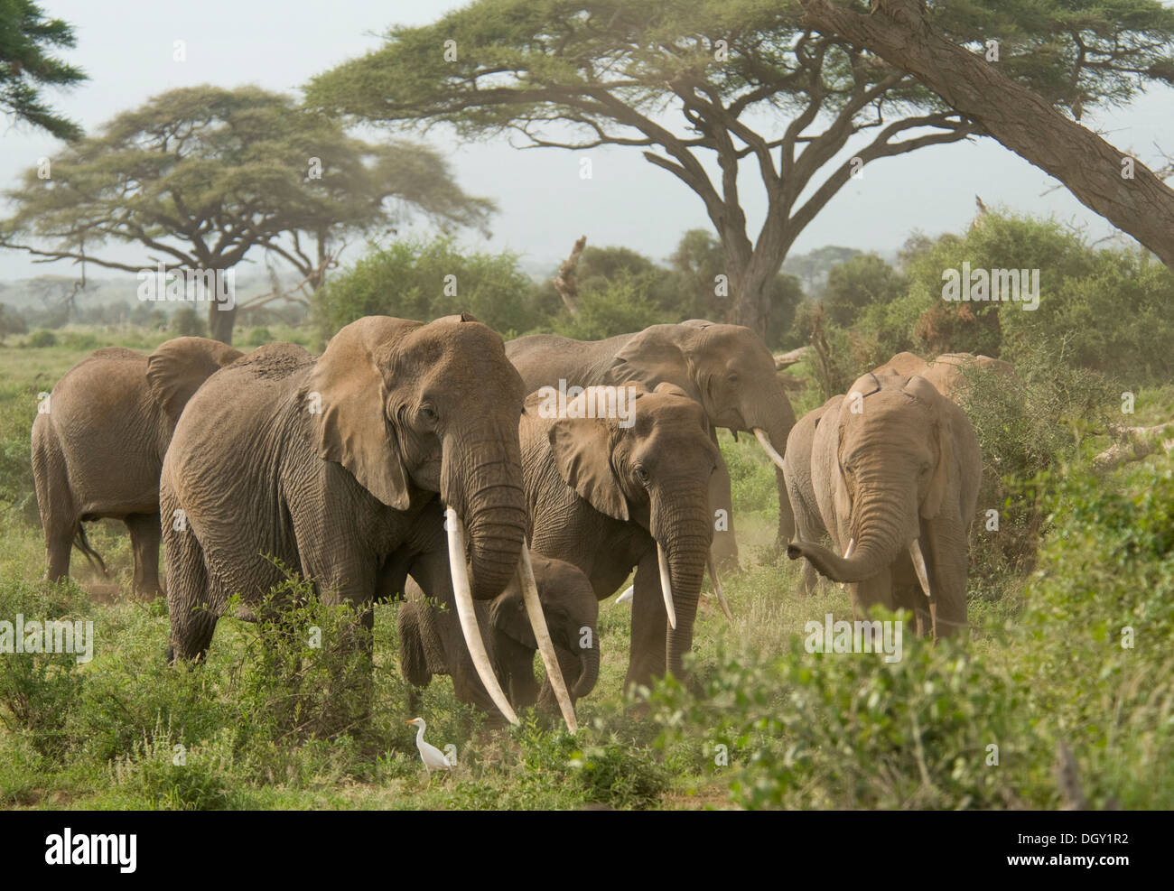 Elephant matriarch with herd Stock Photo - Alamy