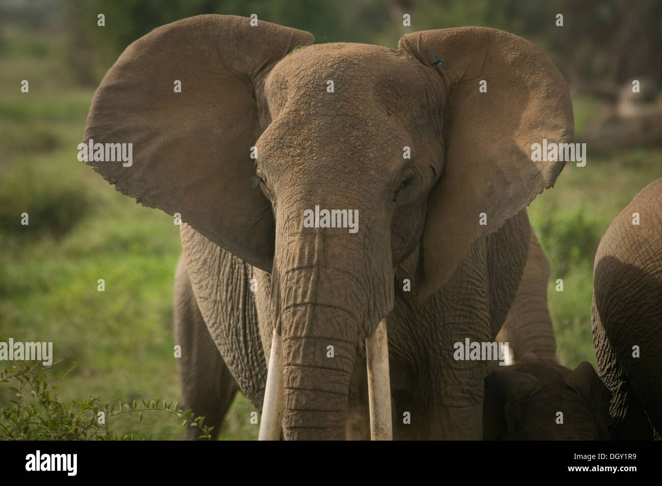 Elephant head hi-res stock photography and images - Alamy