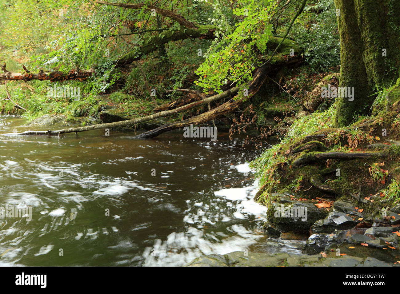 River Dart at Holne during autumn flood, Dartmoor, Devon, England, UK ...