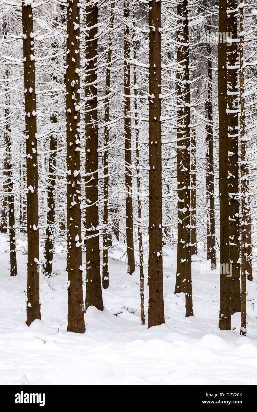 Conifer forest in winter, Sankt Englmar, Bavaria, Germany Stock Photo ...