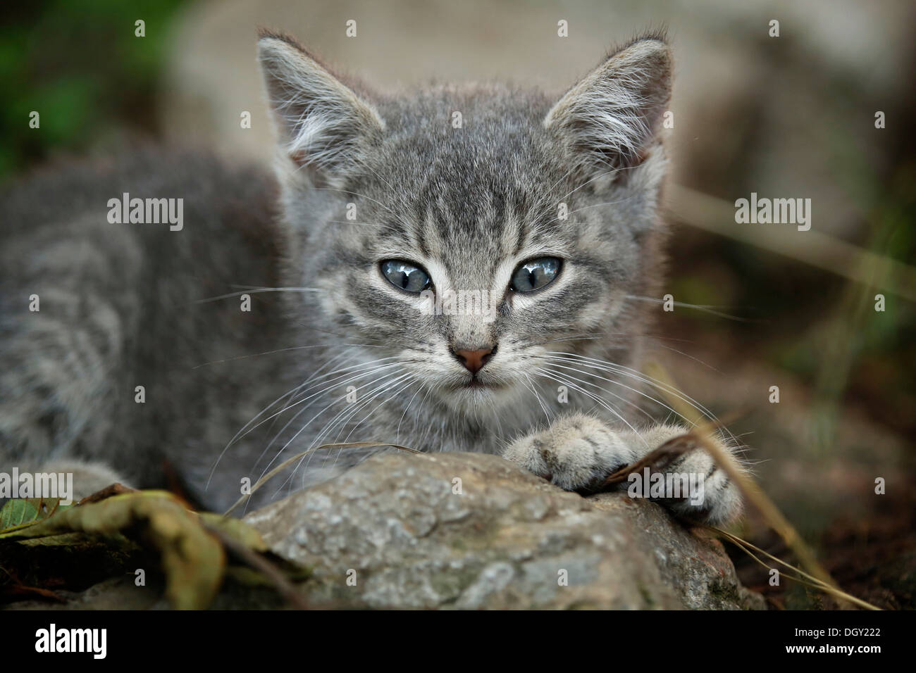 Silver-gray tabby kitten, about 10 weeks, semi-feral village cat, lying ...