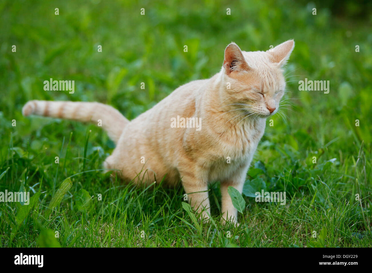 Red tabby semi-feral village cat urinating on the lawn Stock Photo - Alamy