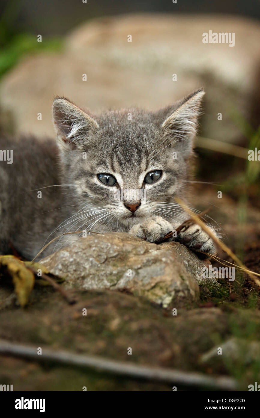 Silver-gray tabby kitten, about 10 weeks, semi-feral village cat, lying ...