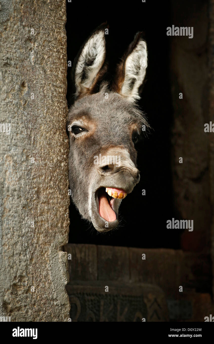 Donkey mare, yawning while looking out of a barn, portrait Stock Photo ...