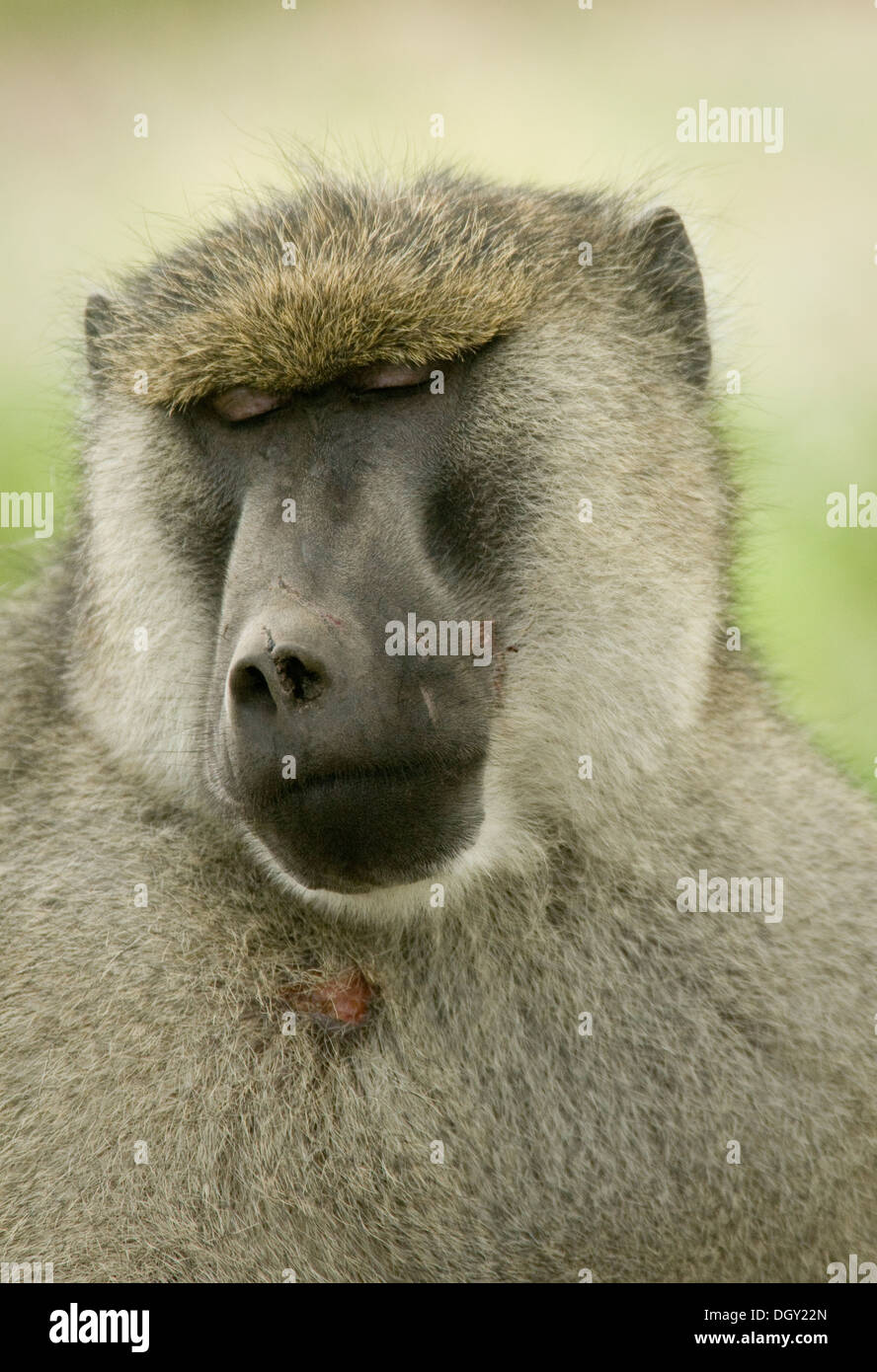 Baboon head hi-res stock photography and images - Alamy