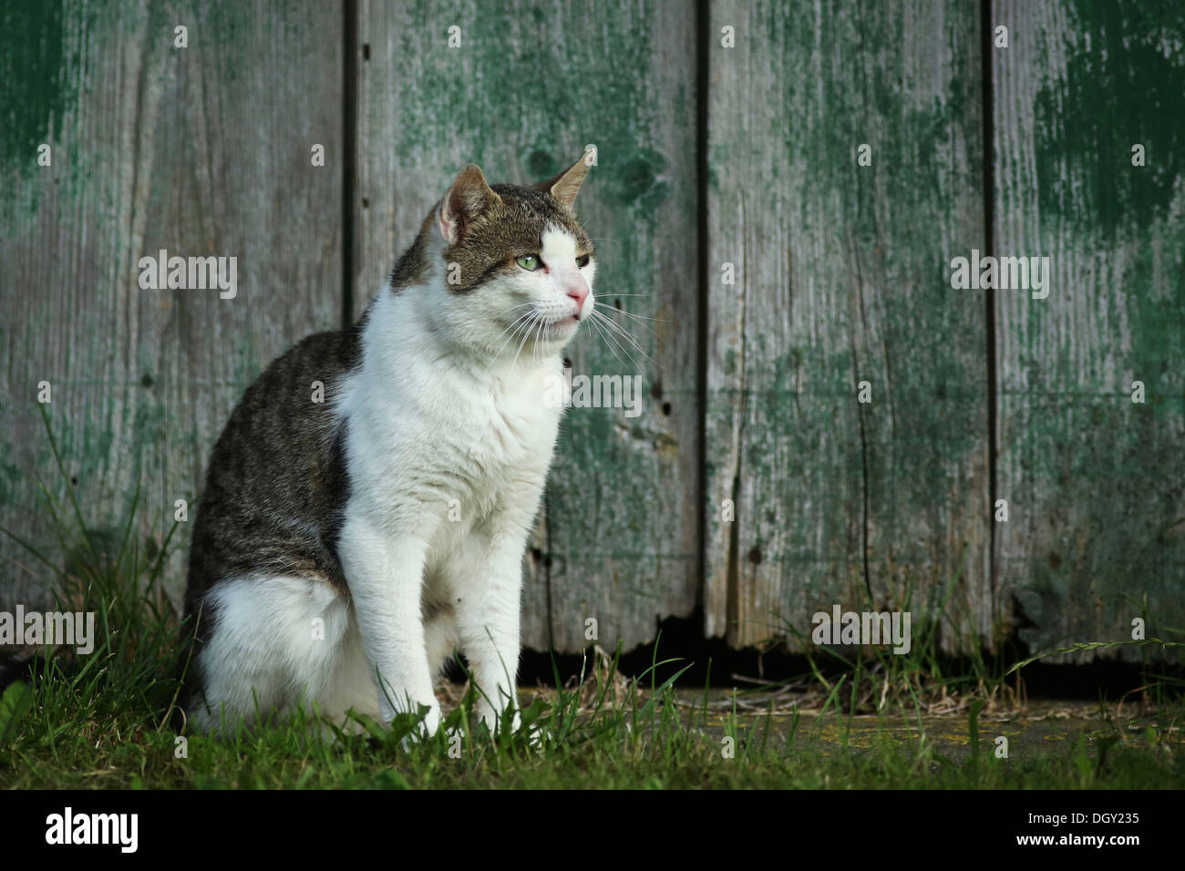 Semi-feral village cat sitting in front of a green barn Stock Photo - Alamy