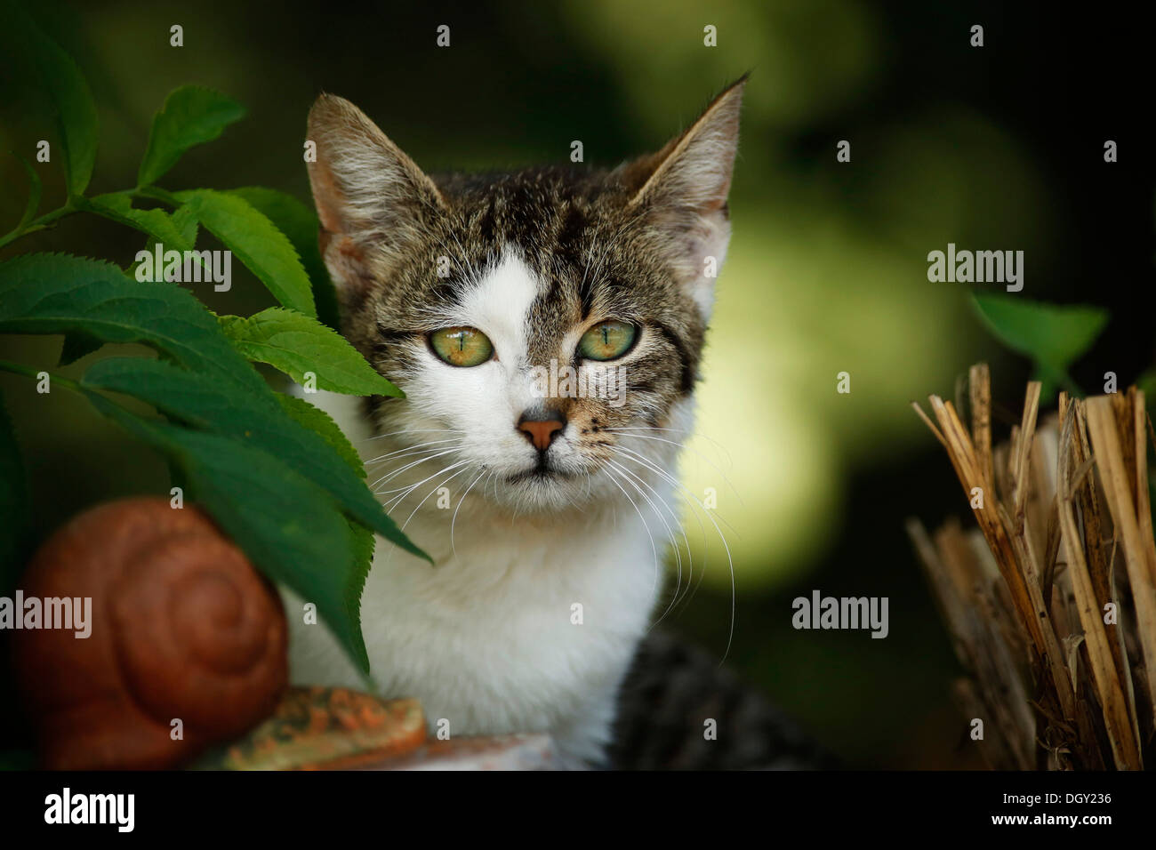 Portrait of a semi-feral farm cat in the bushes Stock Photo - Alamy