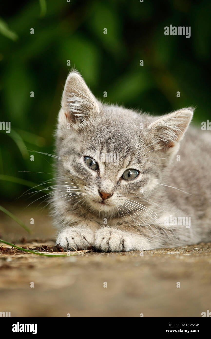 Silver gray tabby kitten, about 10 weeks, semi-feral village cat lying ...
