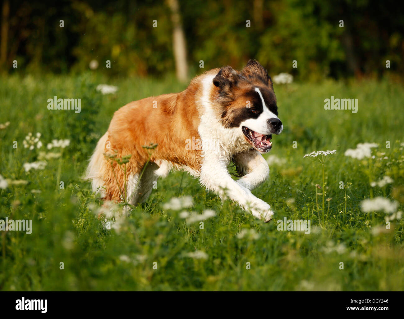 St. Bernard, male dog running across a meadow Stock Photo - Alamy