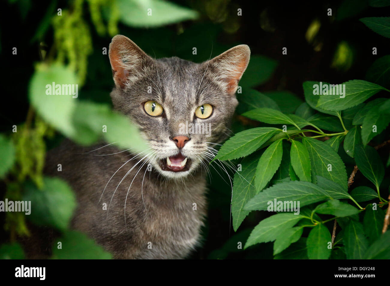Gray tomcat hi-res stock photography and images - Alamy