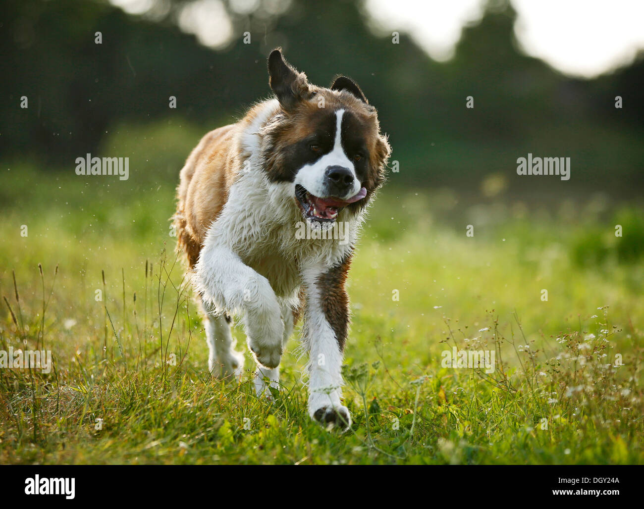 St. Bernard, male dog running across a meadow Stock Photo - Alamy