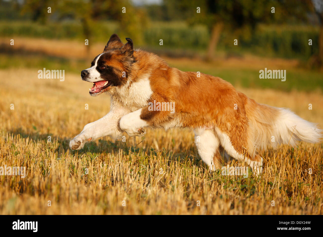 St bernard running hi-res stock photography and images - Alamy