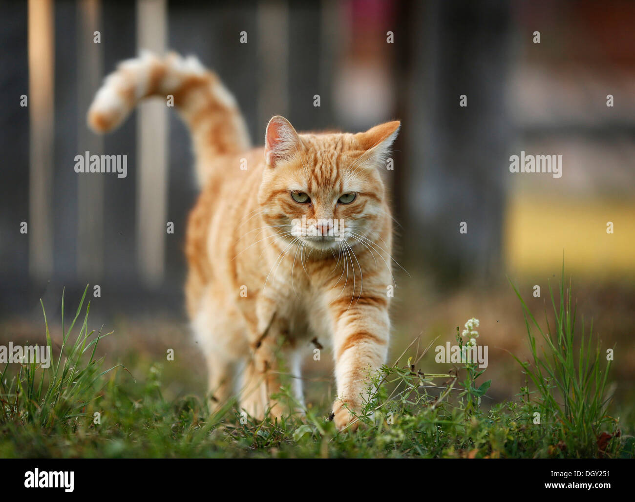 Tabby cat walking hi-res stock photography and images - Alamy