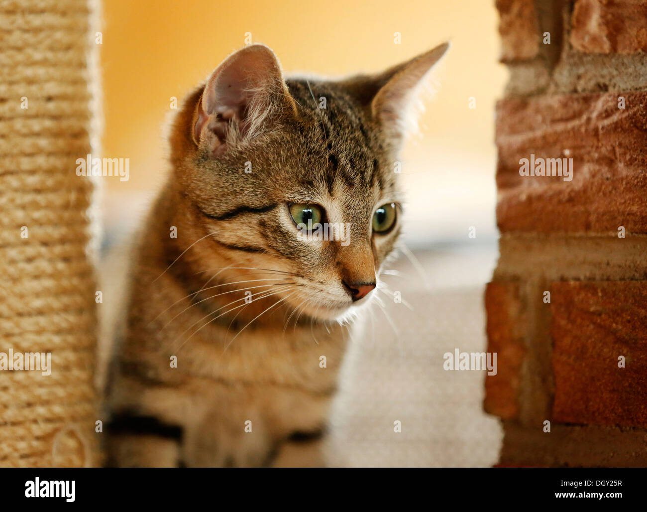Brown tabby cat, 4 months, sitting in a cat tree Stock Photo - Alamy