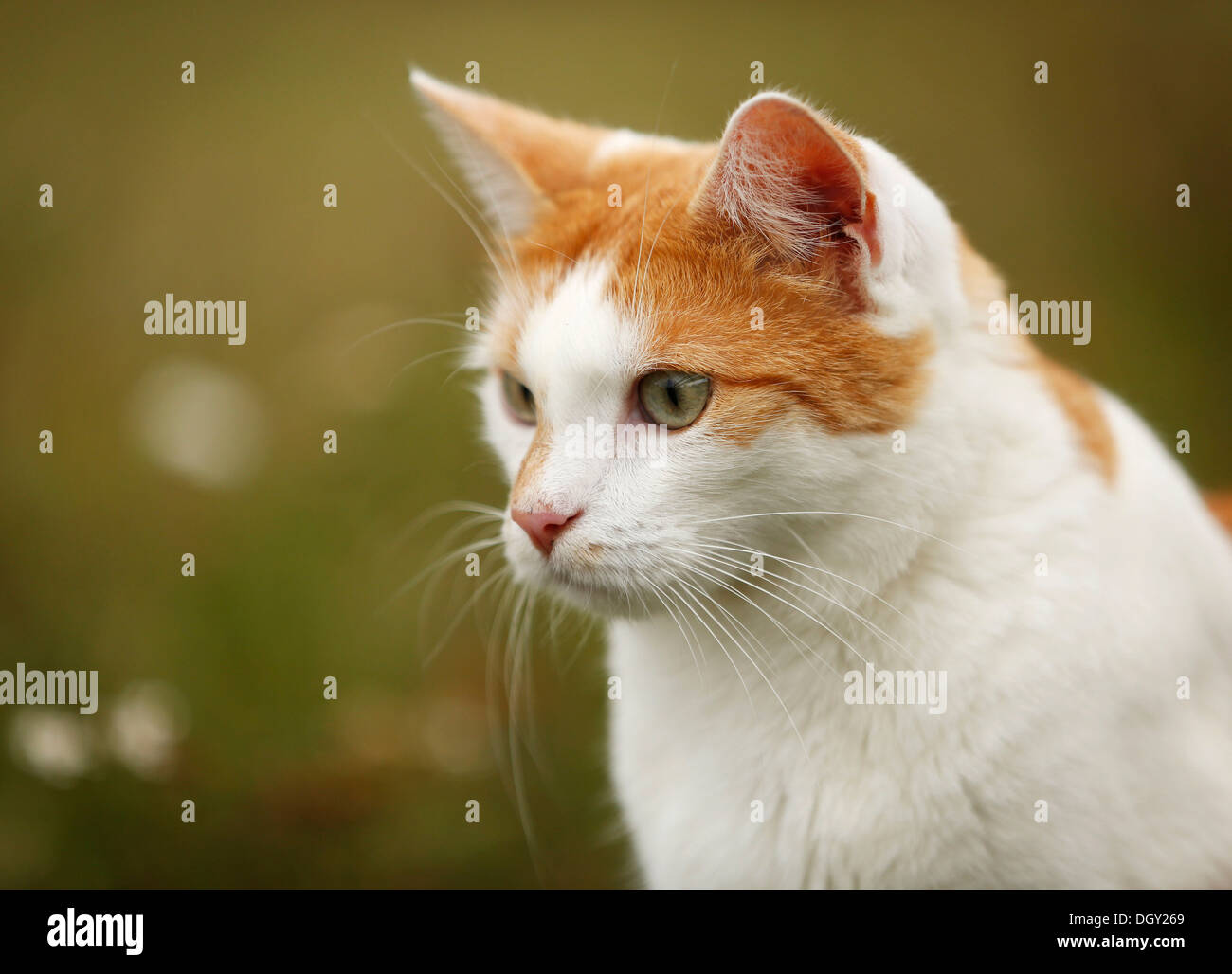 Red and white spotted cat sitting on a meadow, portrait Stock Photo - Alamy