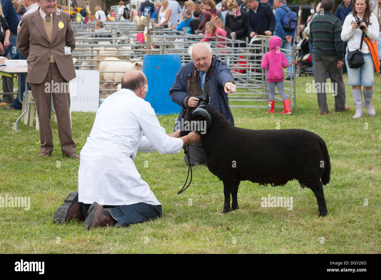 black sheep prize winner with handler at show directed by photographer ...