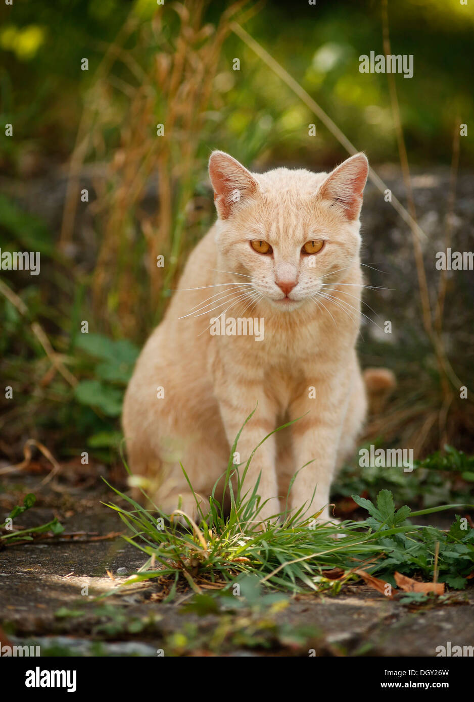 Red Tabby Cat