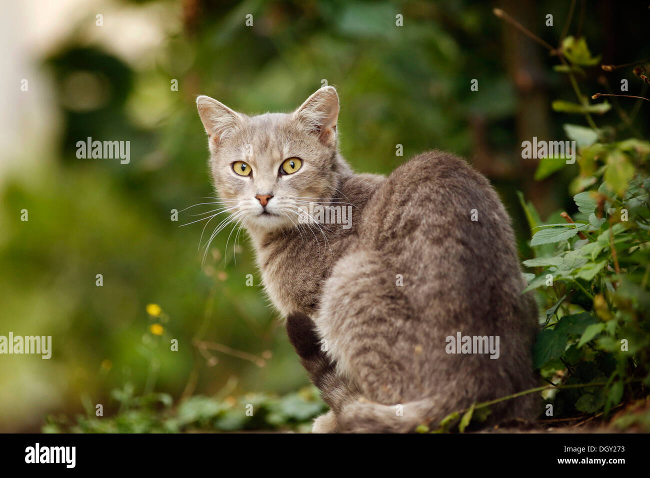 Silver gray tabby cat sitting in the bushes Stock Photo - Alamy