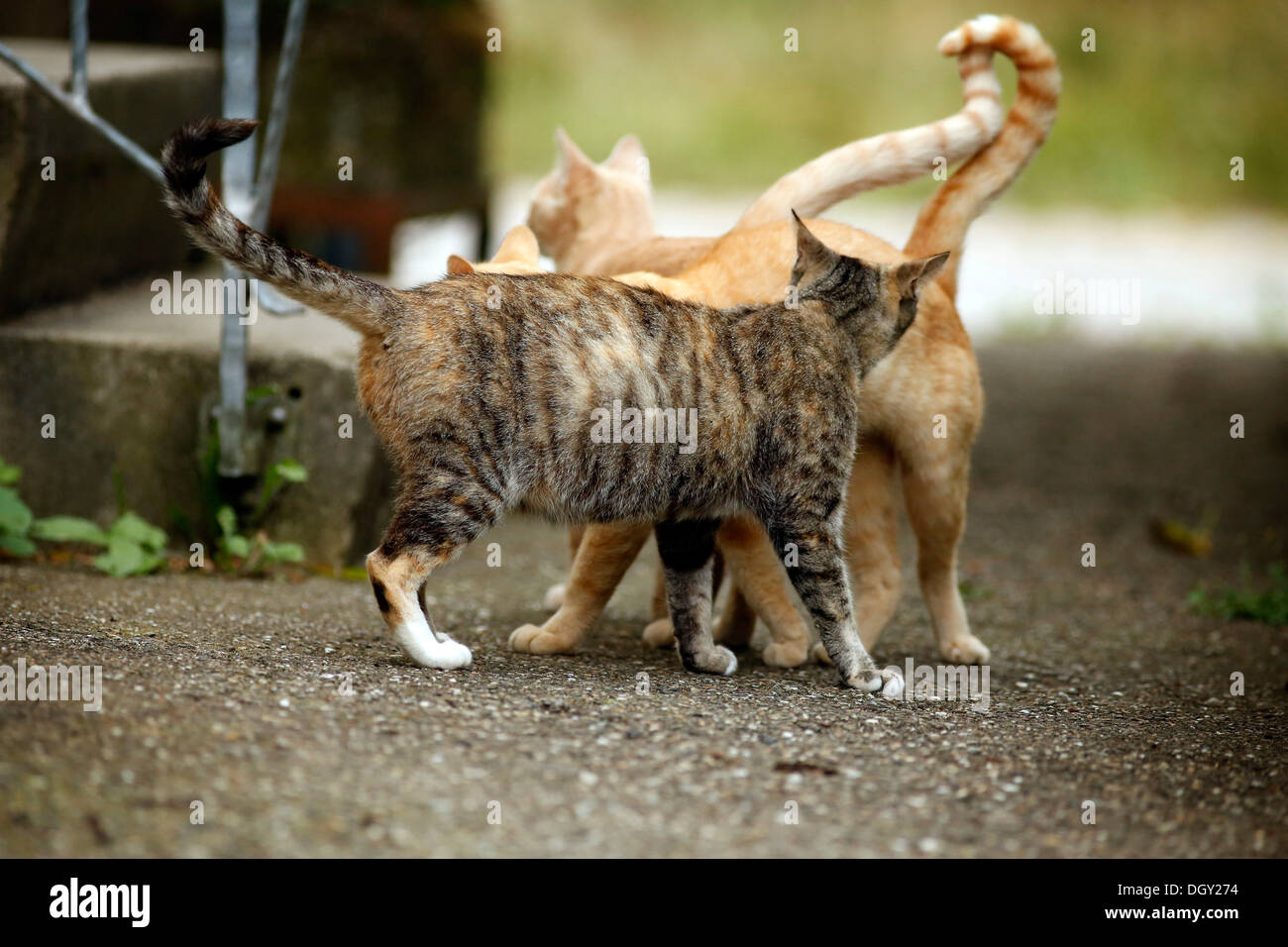 Greeting behavior, pregnant tri-colored tabby cat being welcomed by two ...