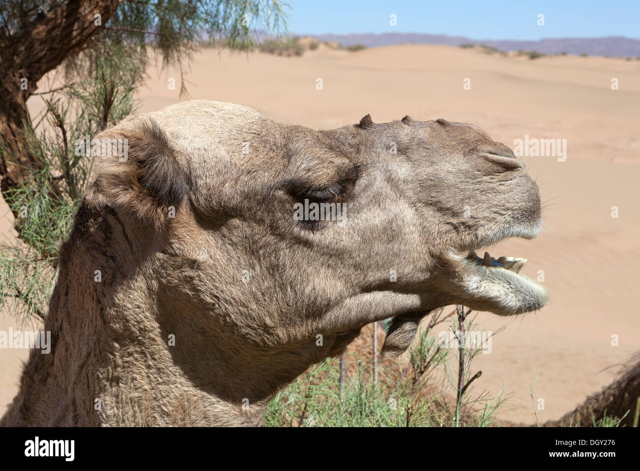 Head and neck shot of a dromedary camel eating from a tamarisk tree ...