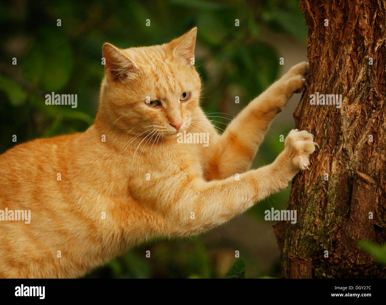 Animals with red claws hi-res stock photography and images - Alamy