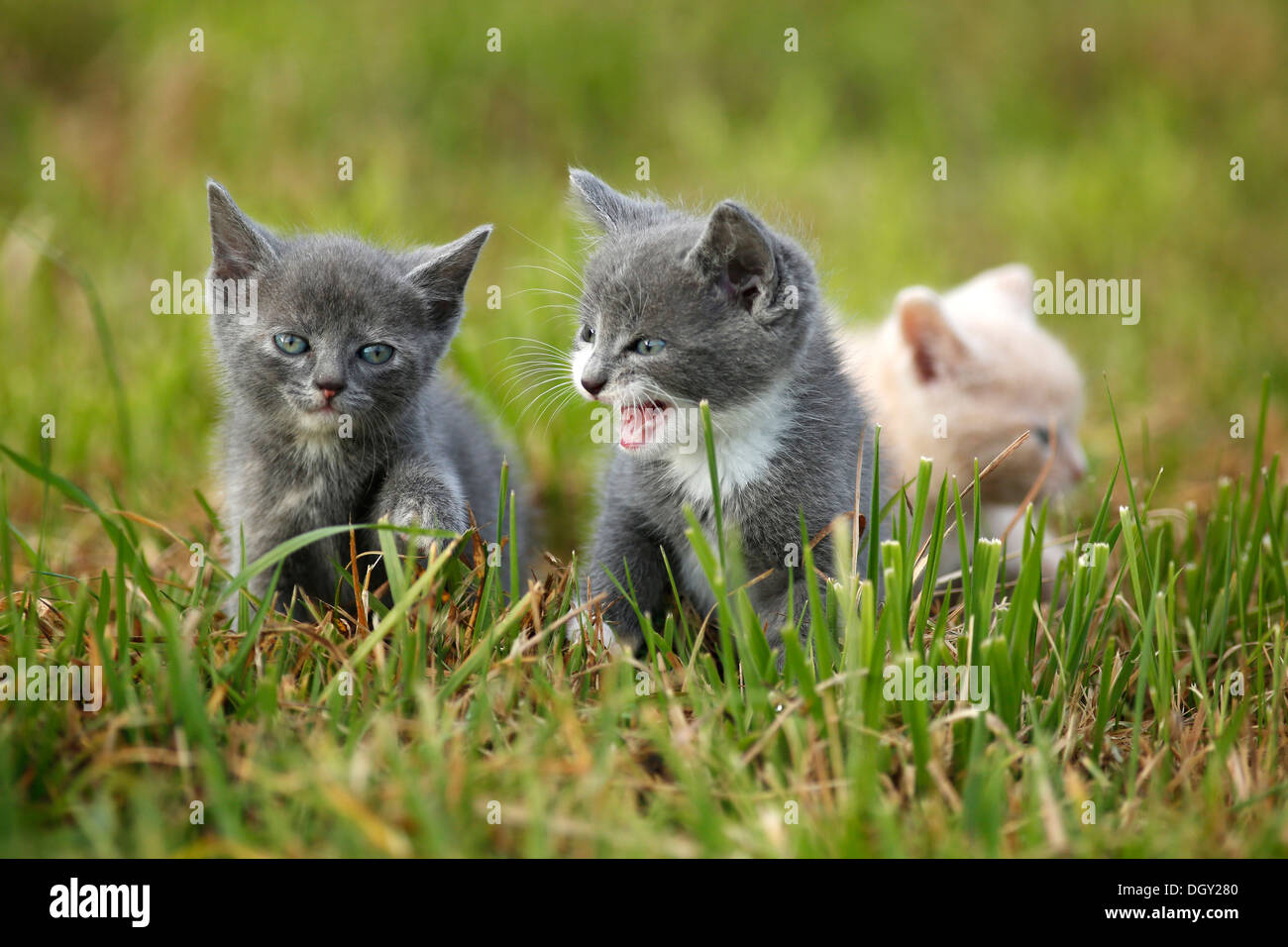 Three Kittens Playing