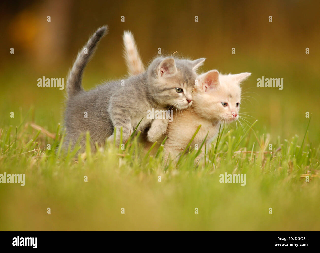 Two young cats playing hi-res stock photography and images - Alamy
