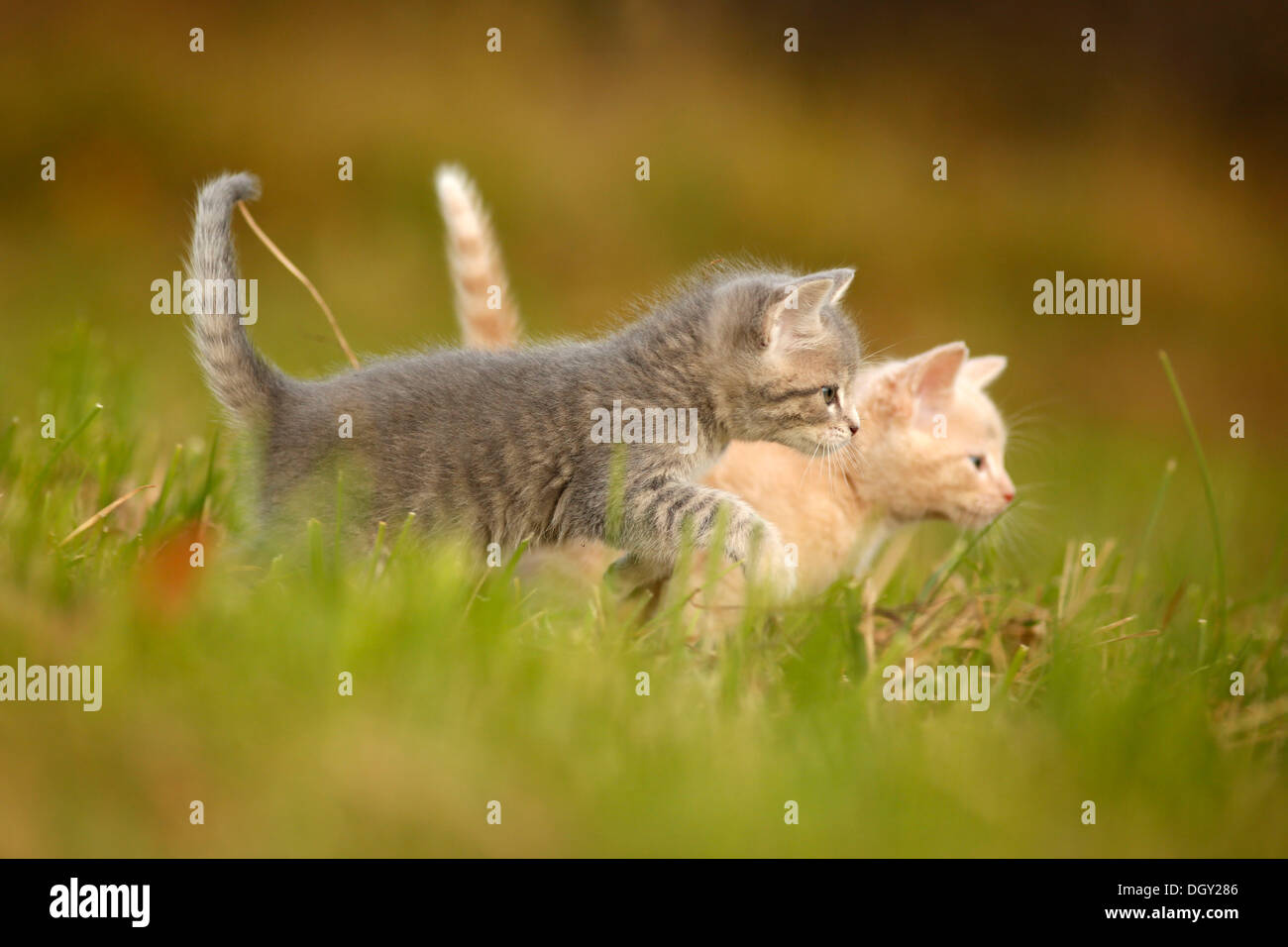 Walking cats hi-res stock photography and images - Alamy