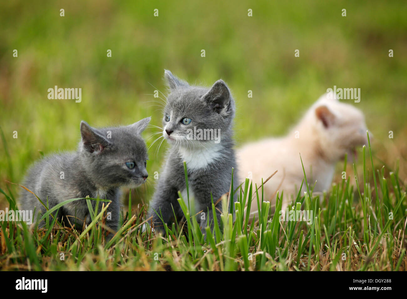 Cute cats and kittens playing hi-res stock photography and images - Alamy