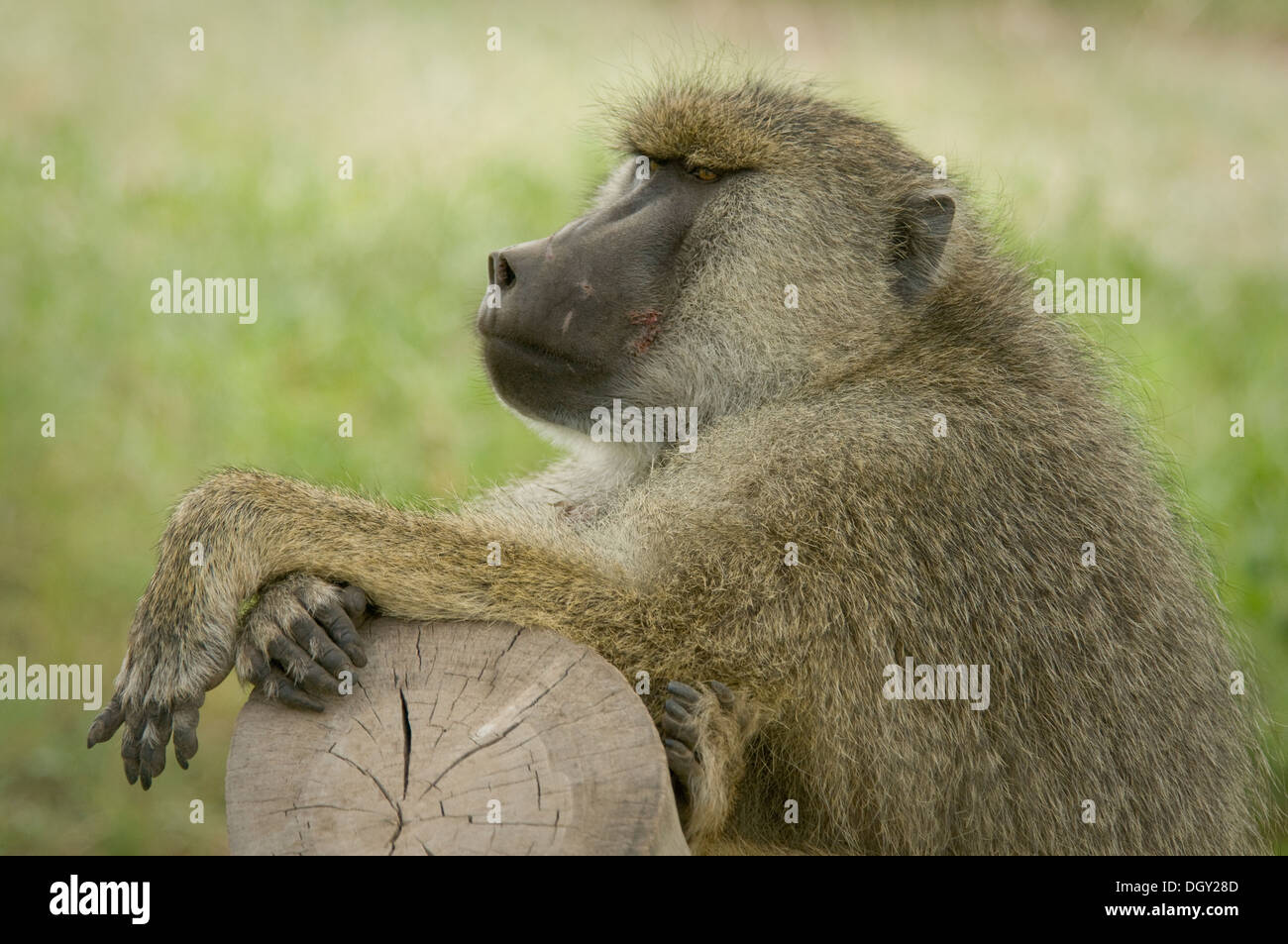 Baboon legs hi-res stock photography and images - Alamy