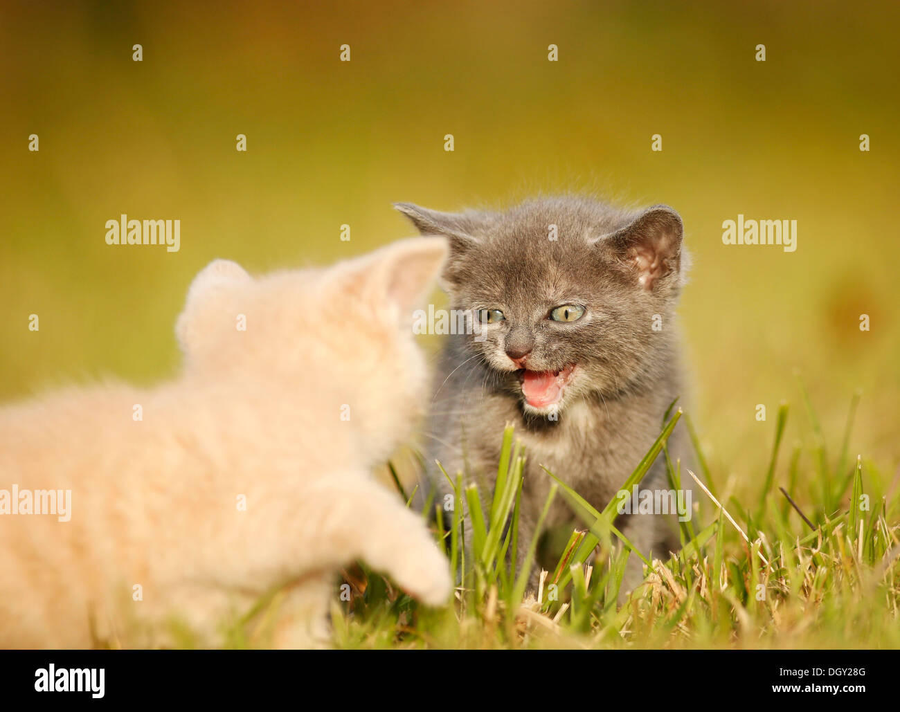 2 young domestic cats, kittens, 6 weeks, playing on a meadow Stock ...