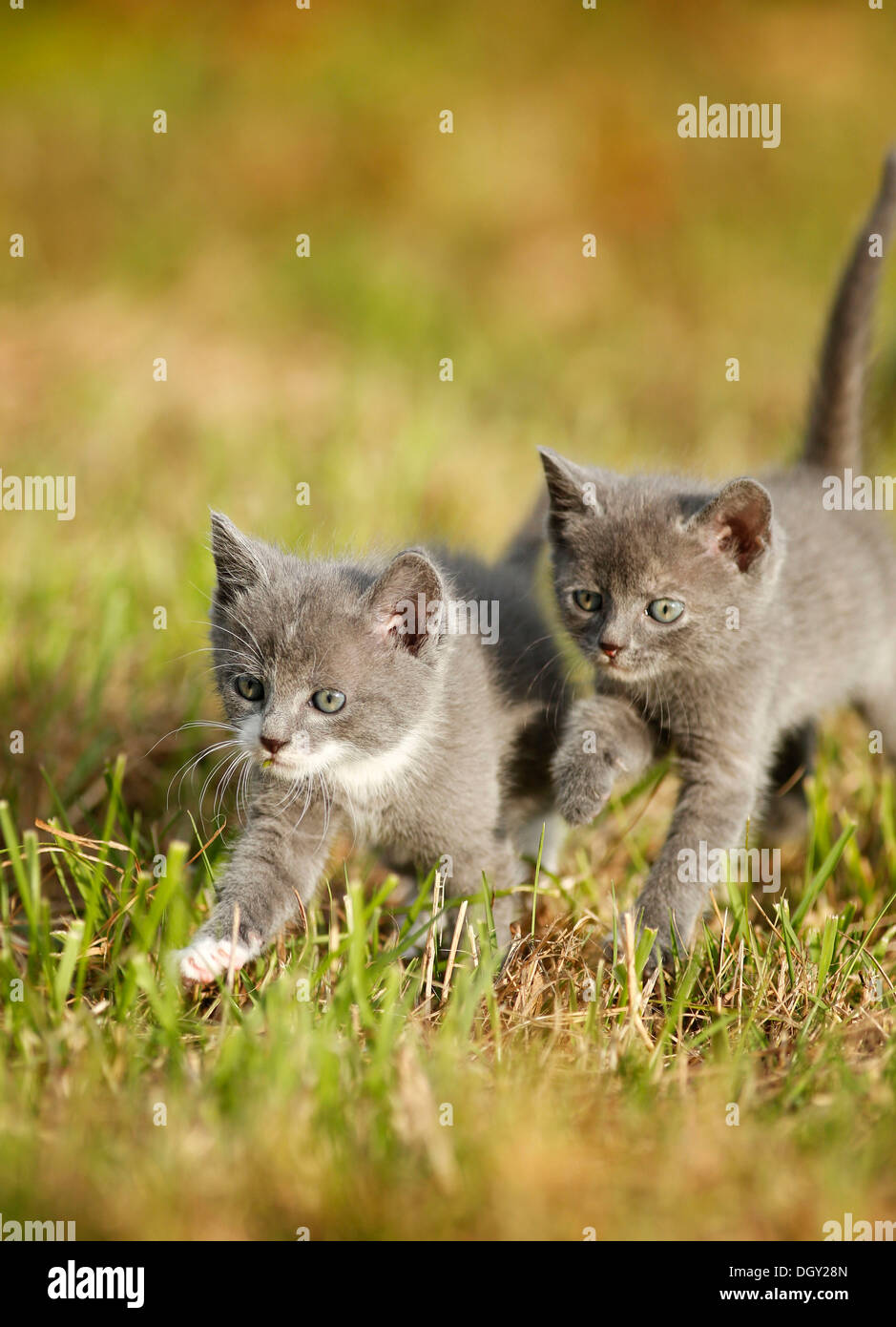 2 young domestic cats, kittens, 6 weeks, gray, walking through a meadow ...