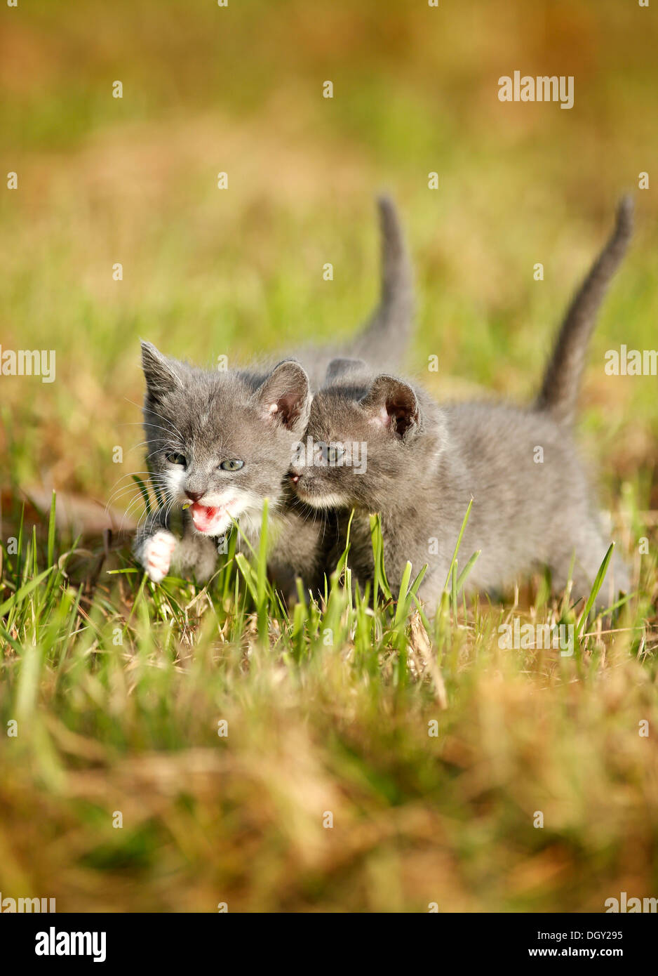 2 young domestic cats, kittens, 6 weeks, gray, walking through a meadow ...