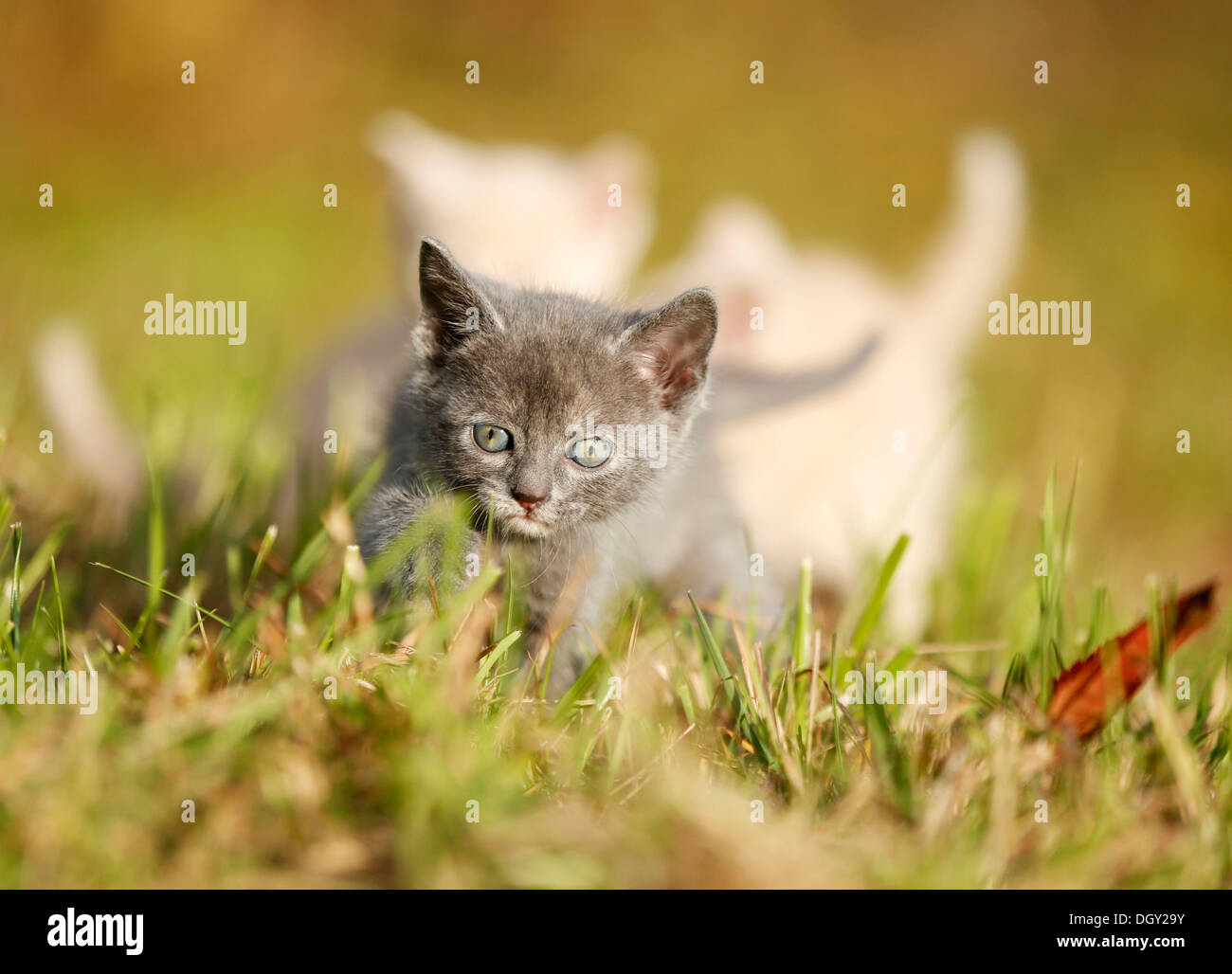 Walking cats hi-res stock photography and images - Alamy