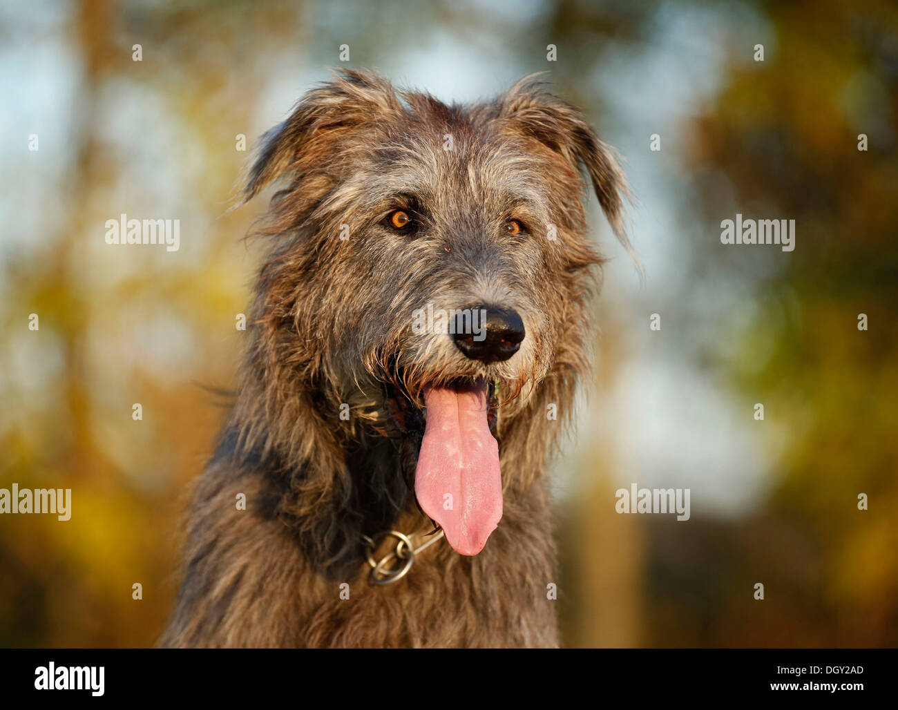 Irish Wolfhound, portrait, panting Stock Photo - Alamy