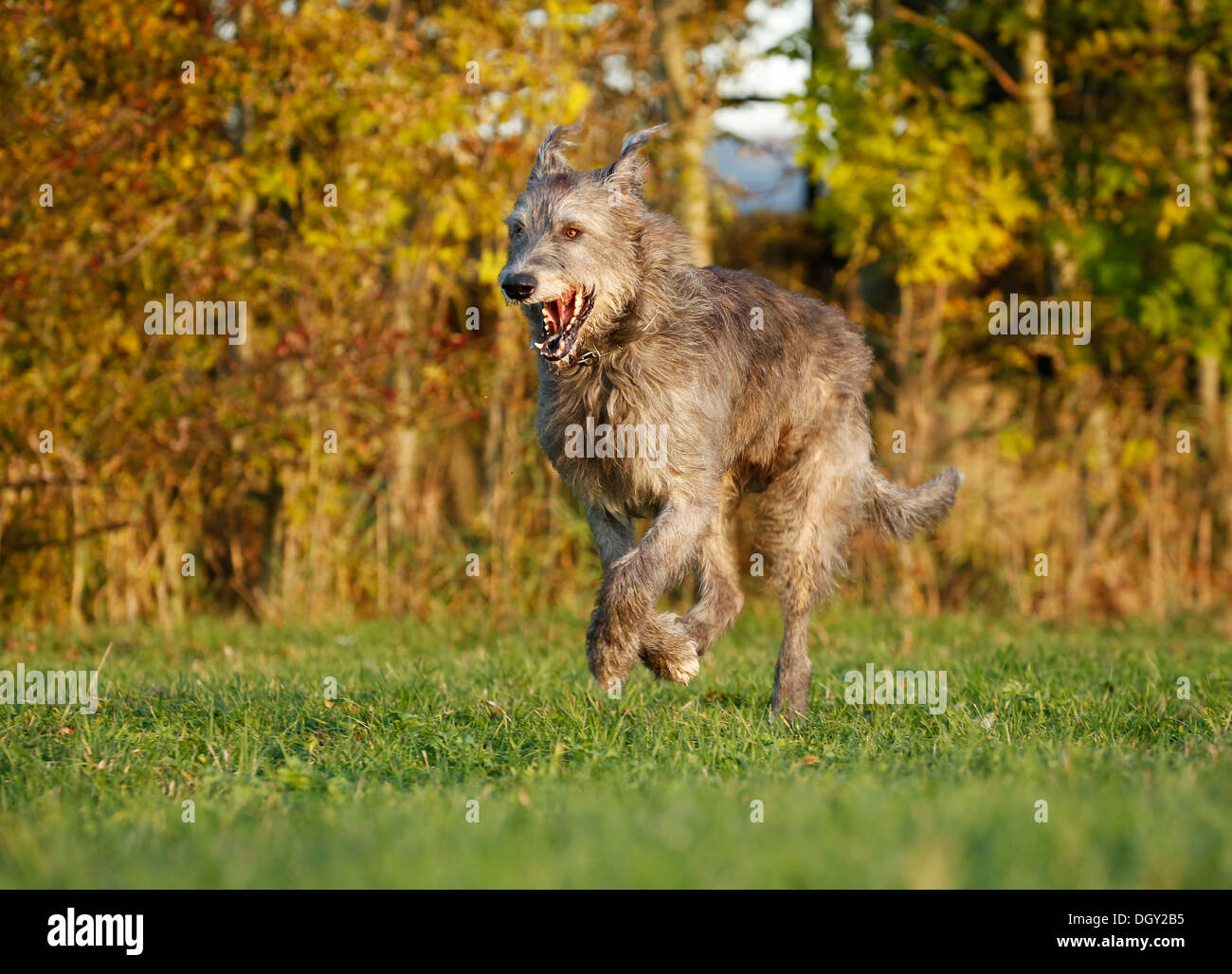 Irish wolfhound hi-res stock photography and images - Alamy