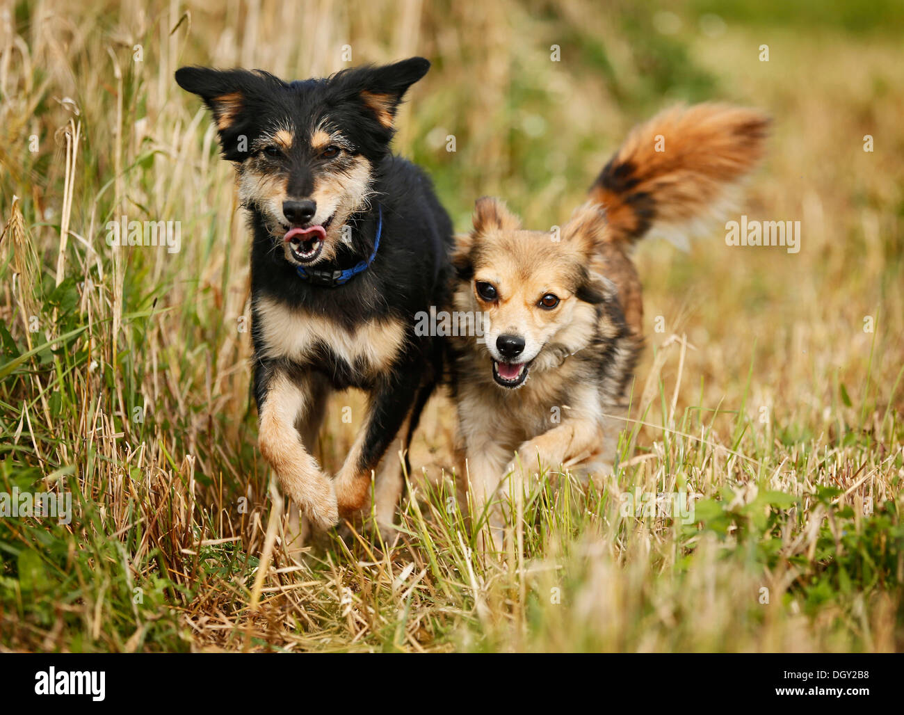 Two mixed-breed dogs running over a stubble field Stock Photo - Alamy