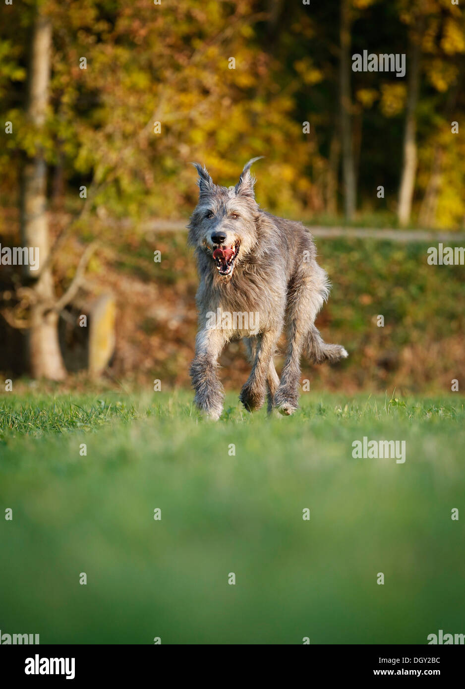 Irish Wolfhound running across a meadow Stock Photo - Alamy