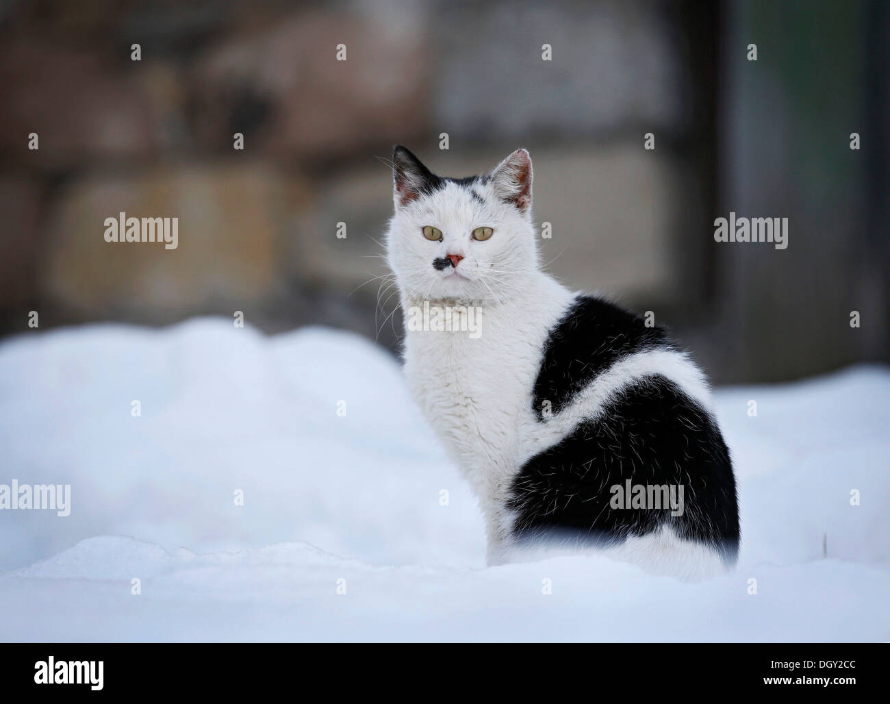 Half-wild village cat sitting in the snow in front of a barn ...