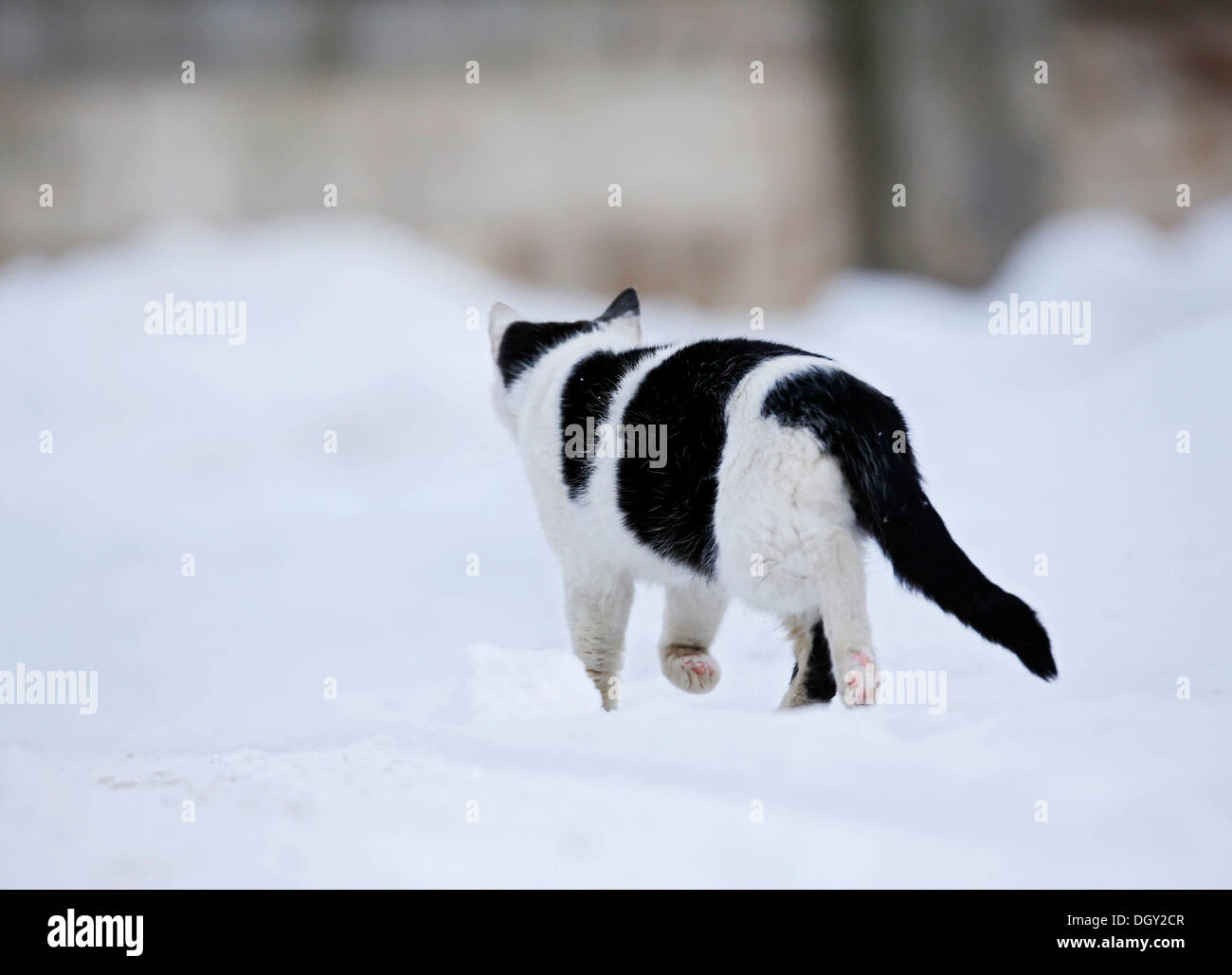 Half-wild village cat walking through the snow, rear view, Satteldorf ...