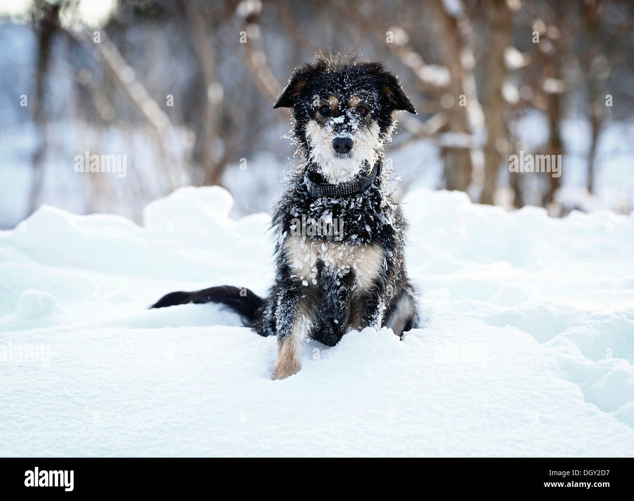Mix breed dog of old german sheepdog and dachshund hi-res stock ...
