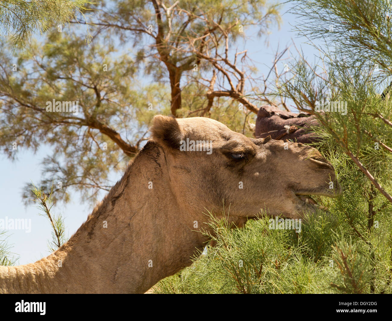 Head and neck shot of a dromedary camel eating from a tamarisk tree ...