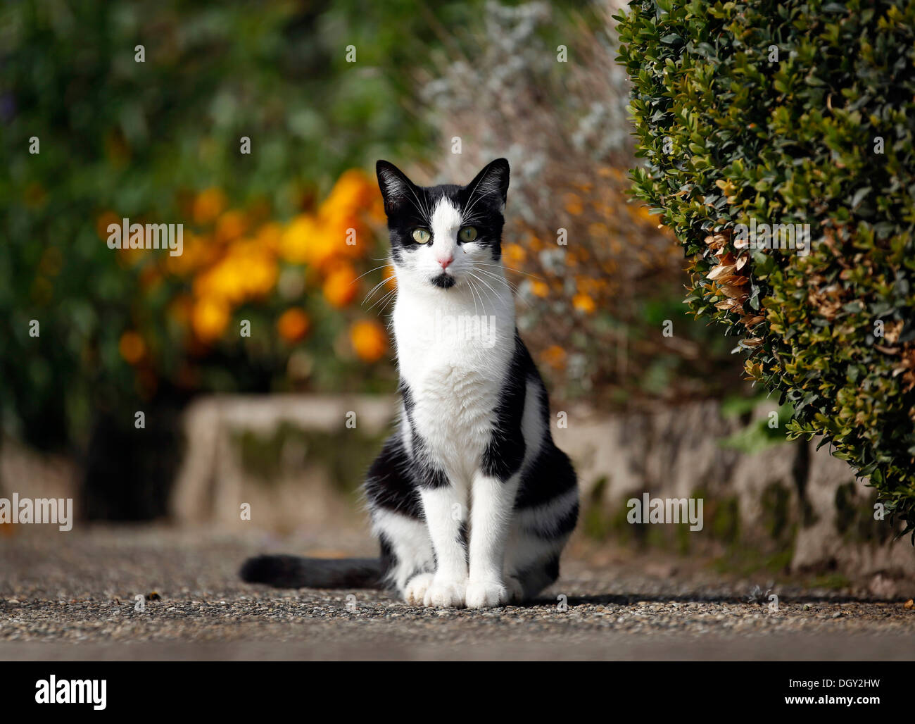 Black and white spotted cat sitting on a garden path, Crailsheim ...