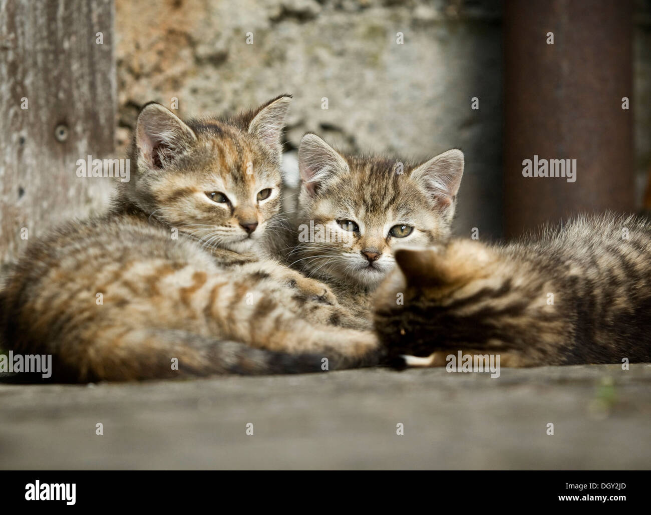 Three brown-tabby kittens lying in front of a barn wall, Satteldorf ...