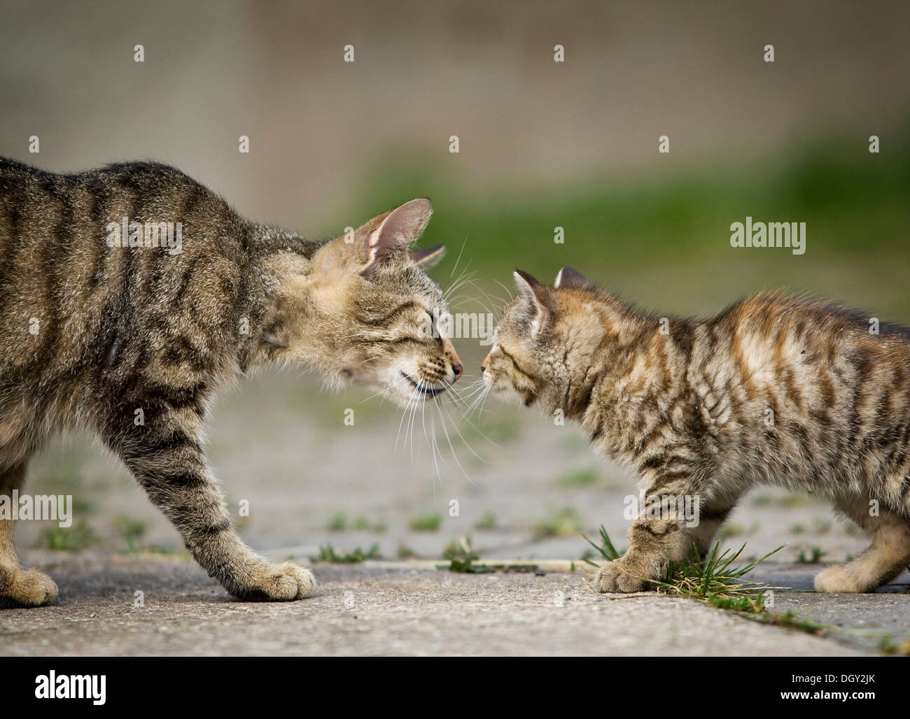 Brown-tabby cat mother and kittens sniffing each other, Satteldorf ...