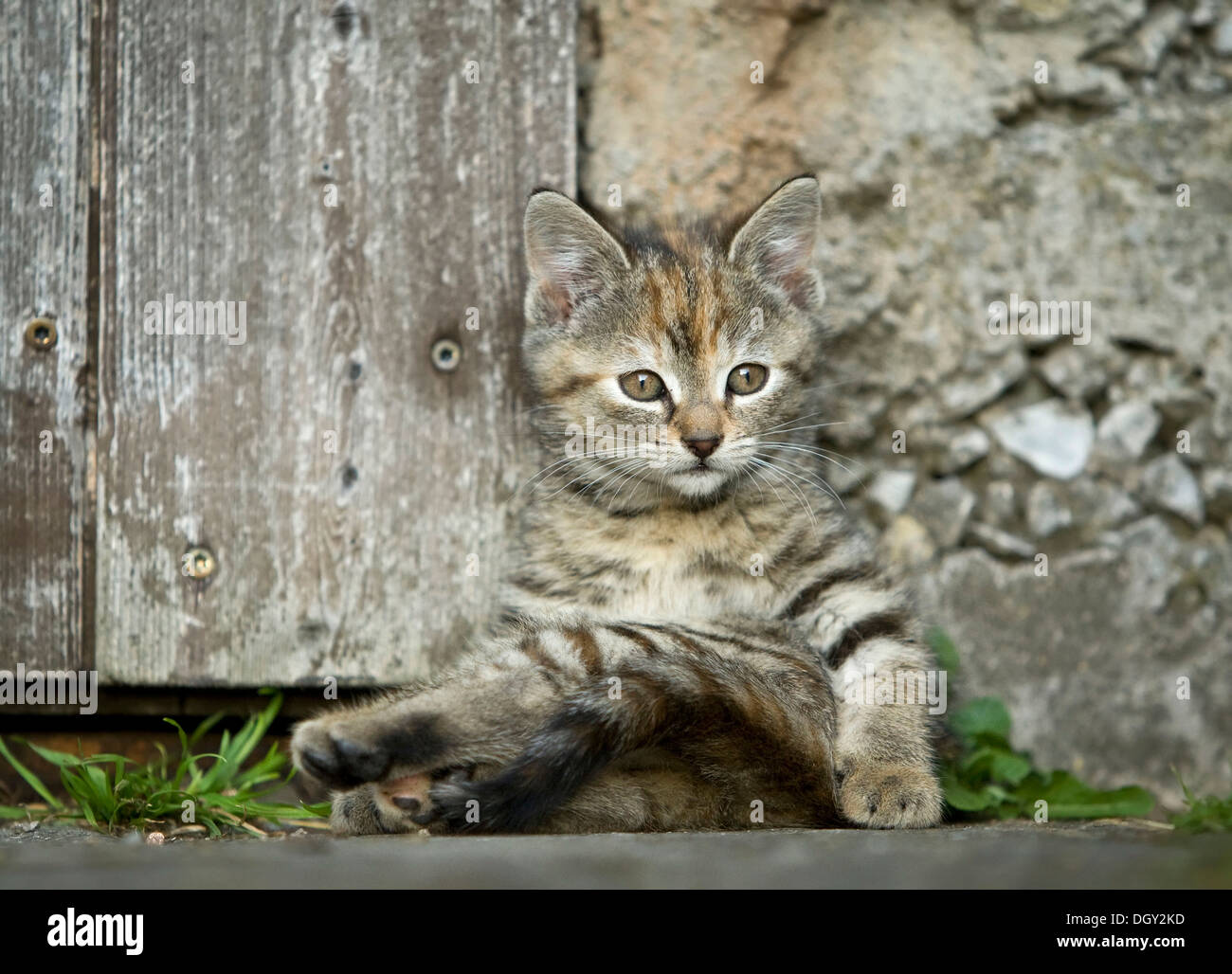 Brown-tabby kitten, farm cat, sitting in front of a barn door grooming itself, Satteldorf ...