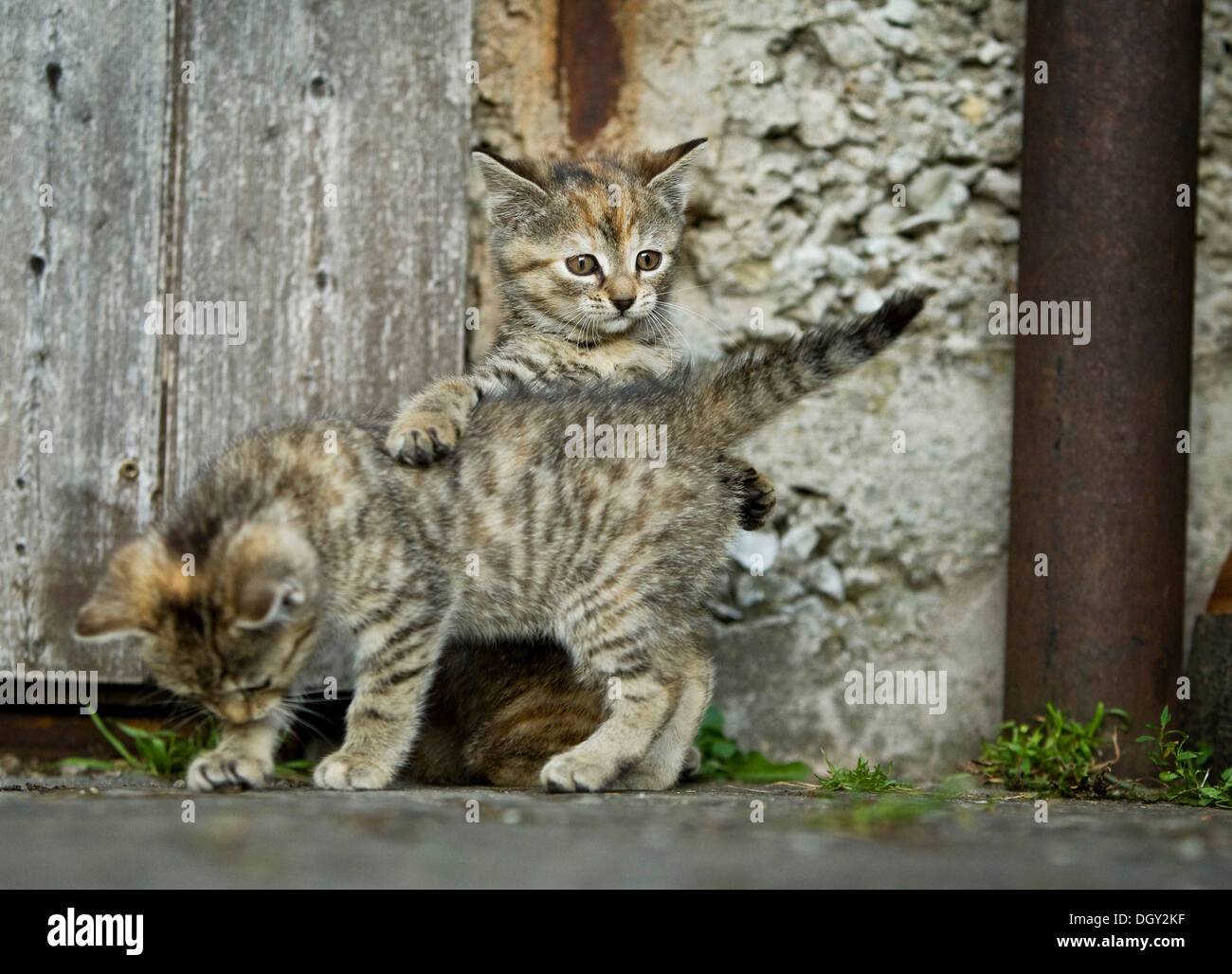 Two brown-tabby kittens, farm cats, playing in front of a barn door, Satteldorf, Hohelohe, Baden ...